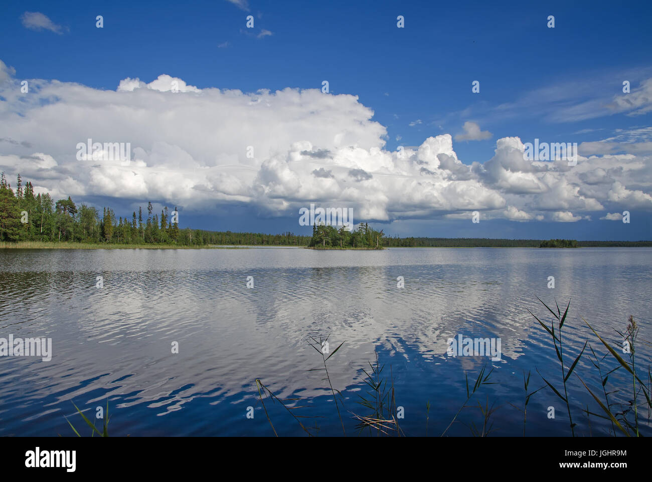 Wooded shore of a large lake. Forests along the coast. Kola Peninsula ...