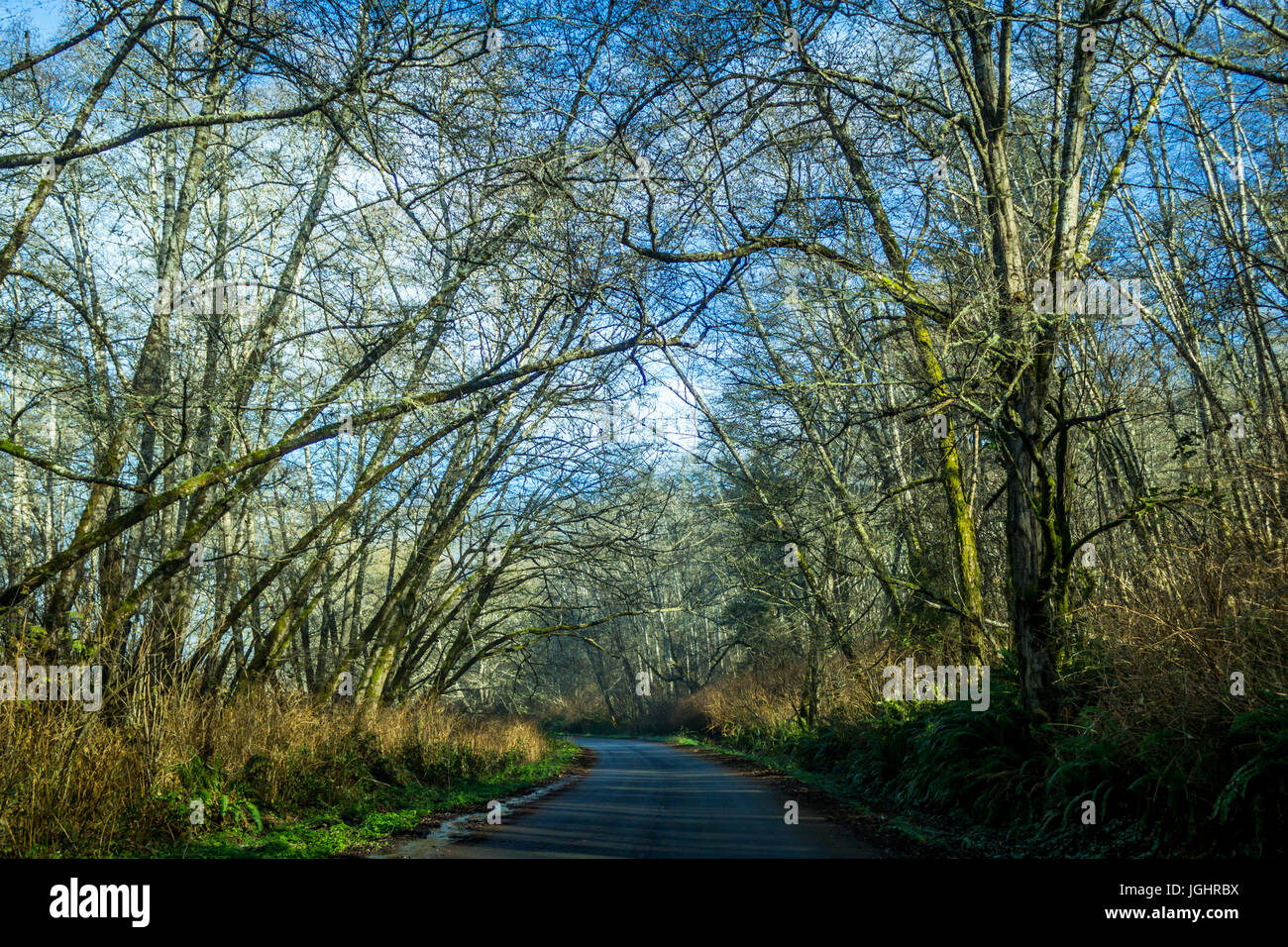 A tree lined road hi-res stock photography and images - Alamy