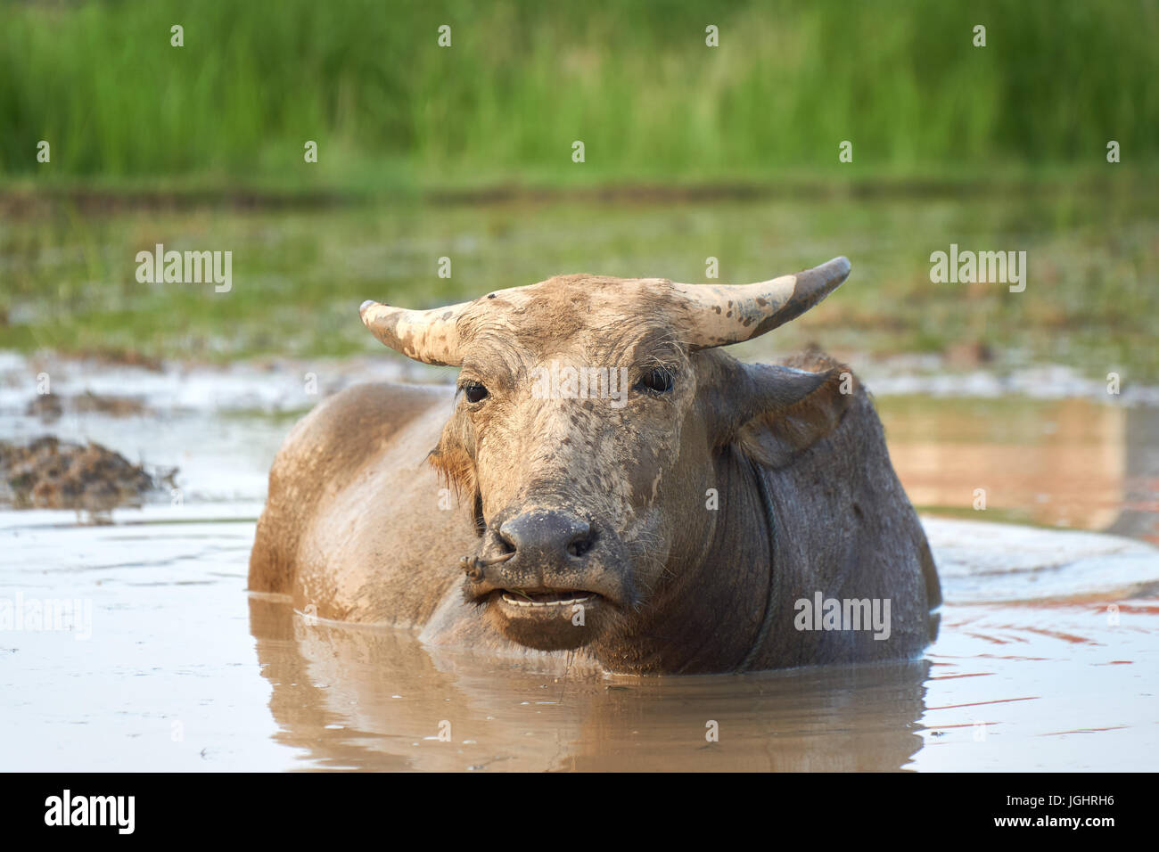 A portrait of a dirty, muddy water buffalo on a rice field in Phong Nha ...