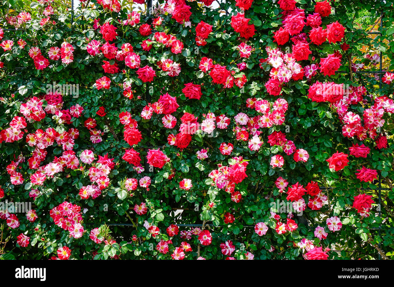 Red rose flowers blooming at Ashikaga Flower Park in Tochigi, Japan ...