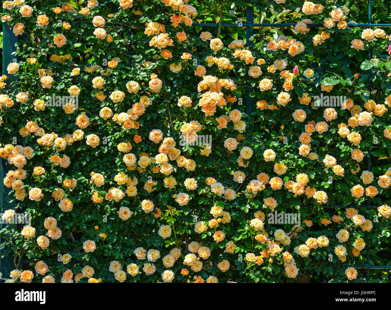 Yellow rose flowers blooming at Ashikaga Flower Park in Tochigi, Japan ...