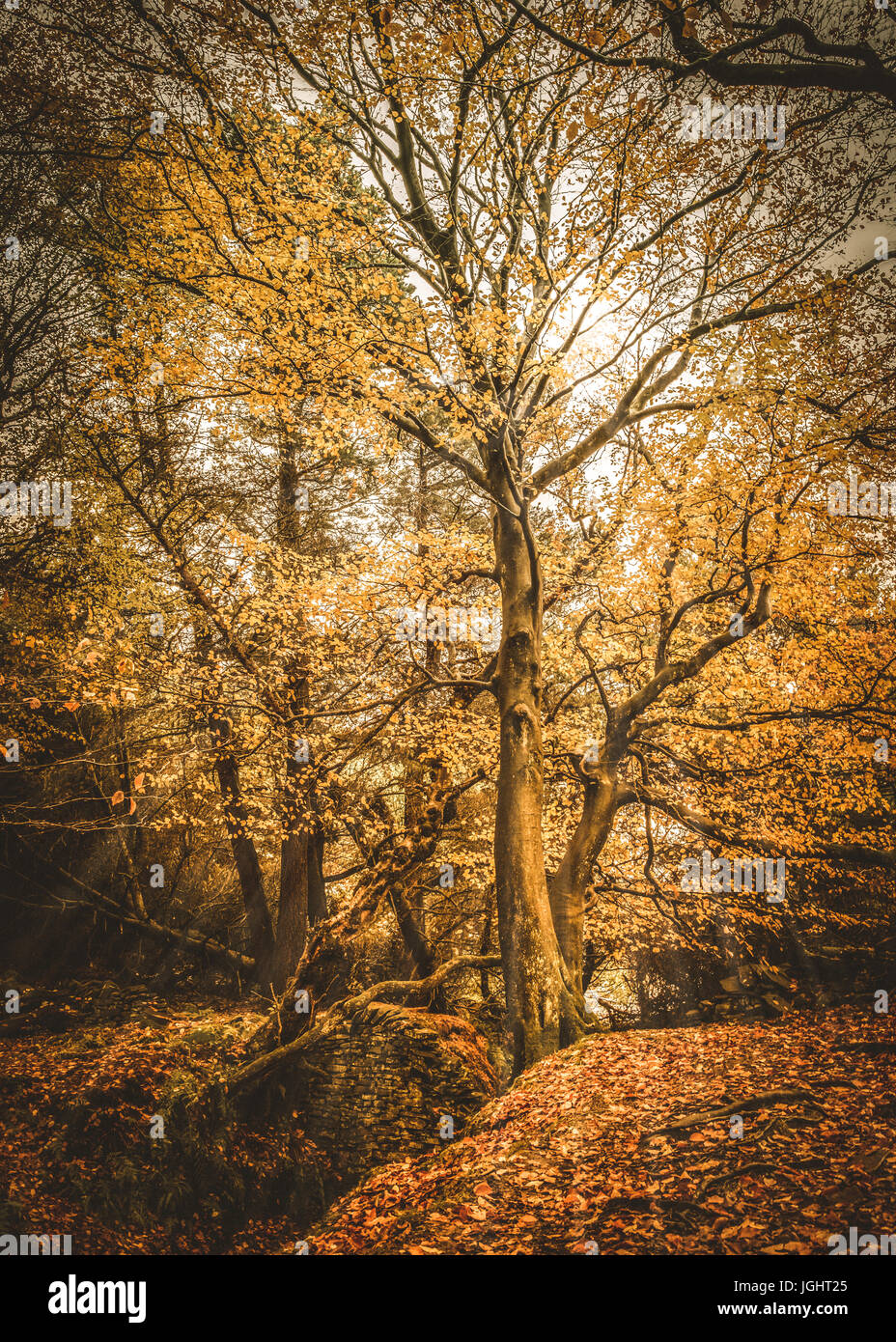 Strong autumn colours hi-res stock photography and images - Alamy