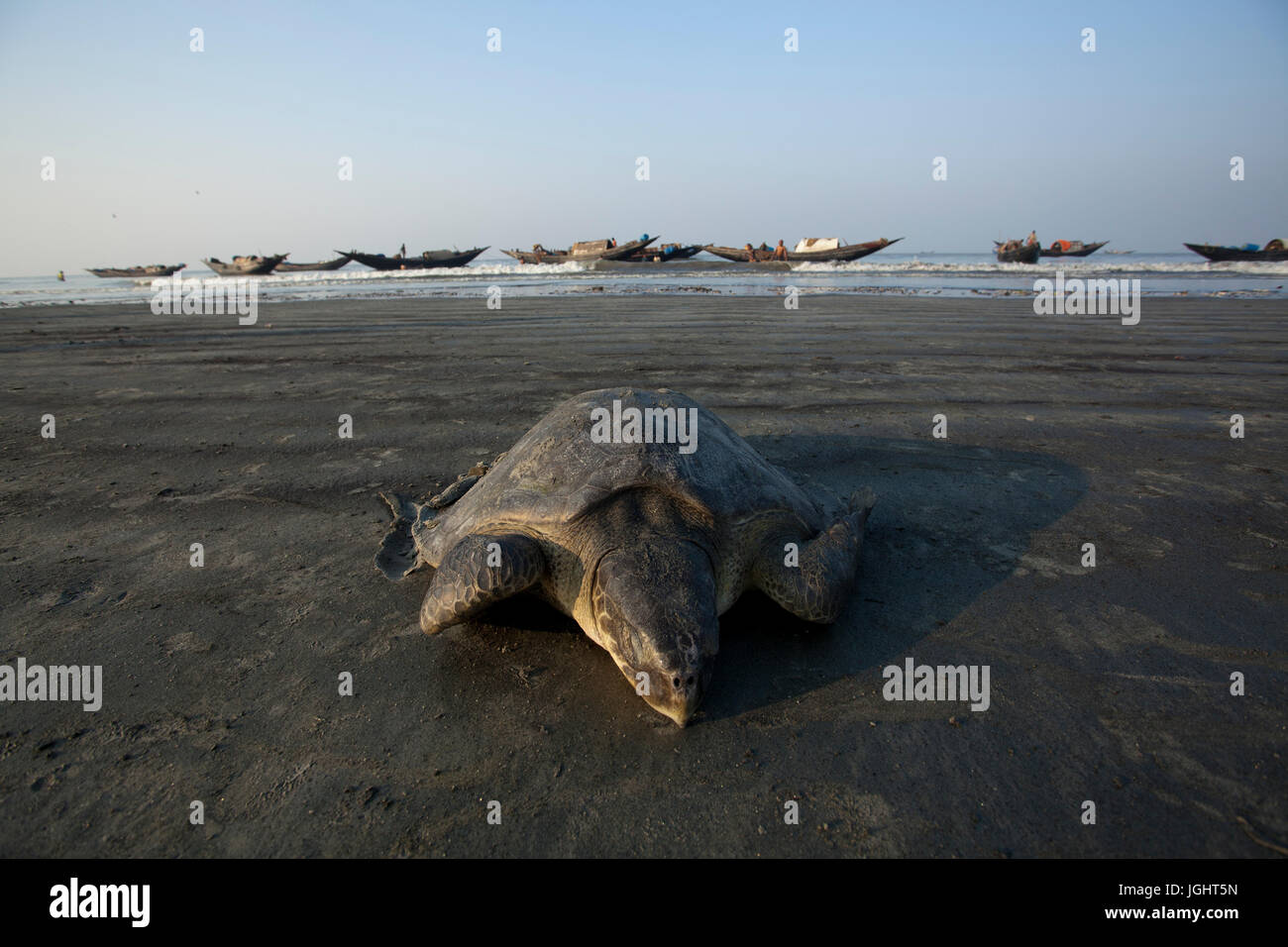 A dead turtle at Alorkol beach at Dubla Island in the UNESCO World ...