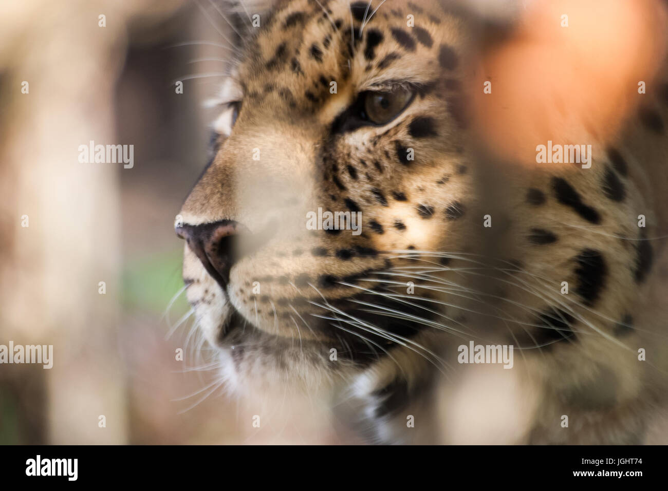 Female leopard standing in the grass hi-res stock photography and ...