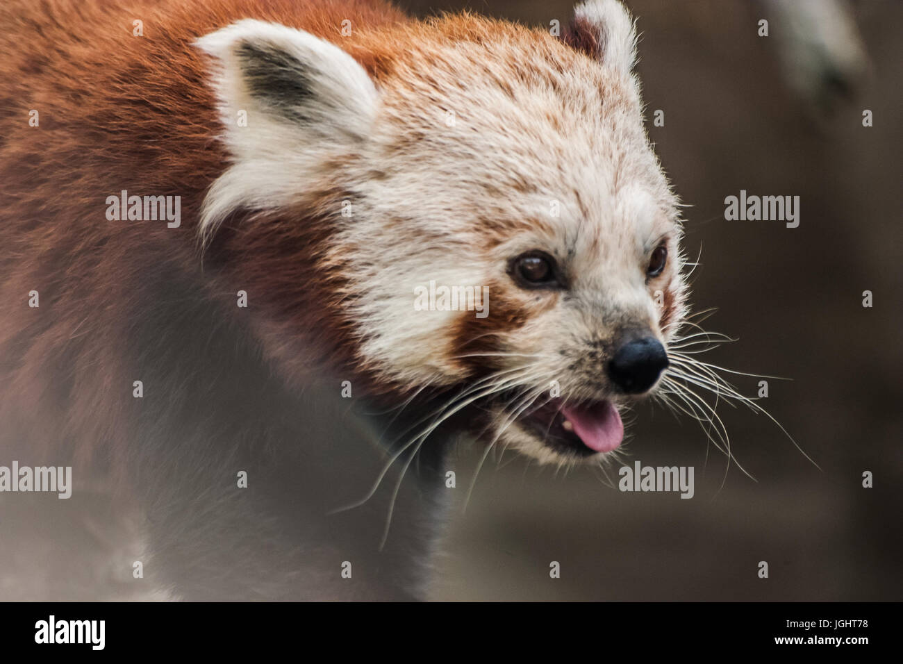 A beautiful small panda in the zoo Stock Photo - Alamy