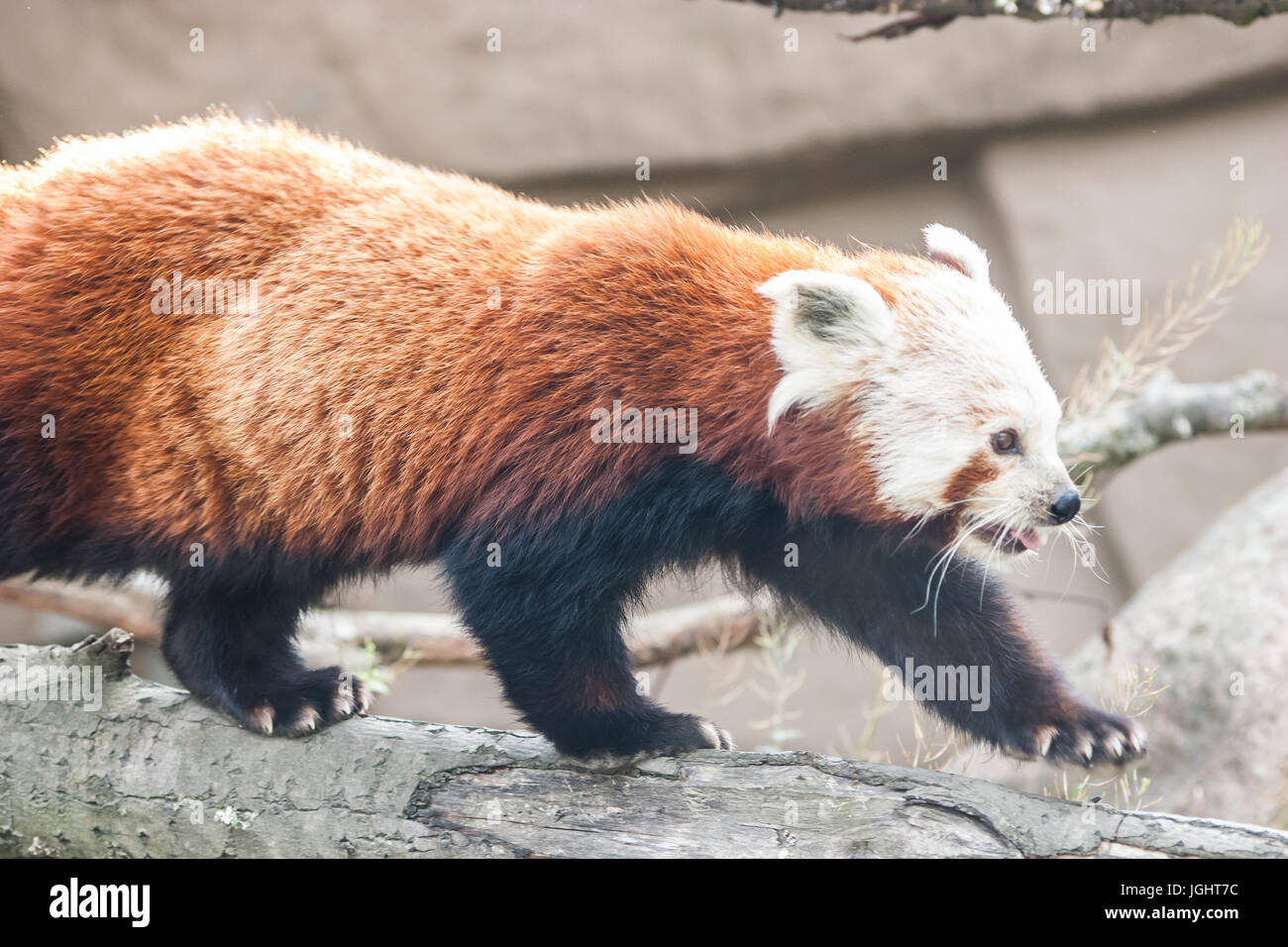 Red panda female hi-res stock photography and images - Alamy
