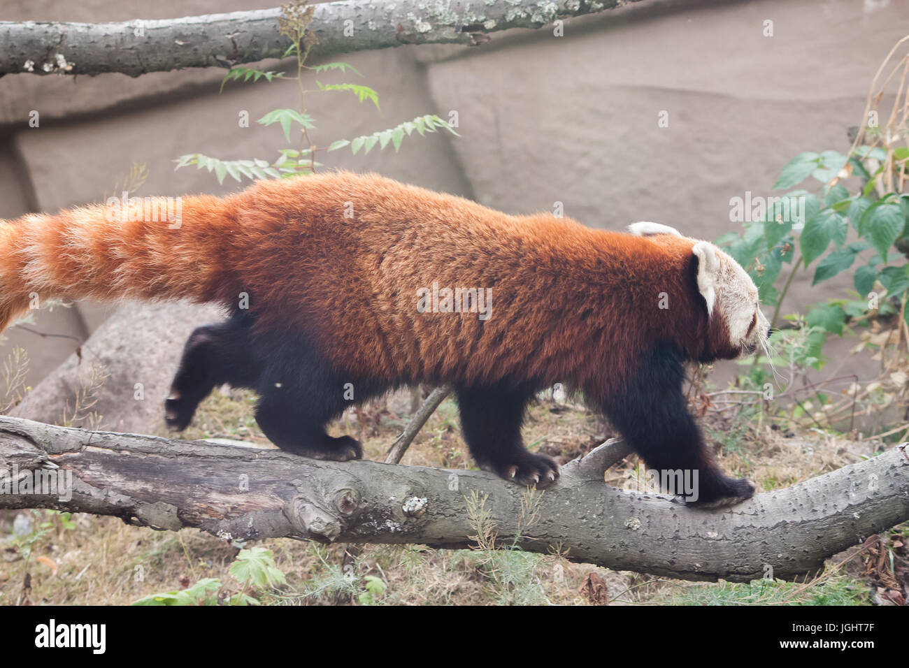 A beautiful small panda in the zoo Stock Photo - Alamy