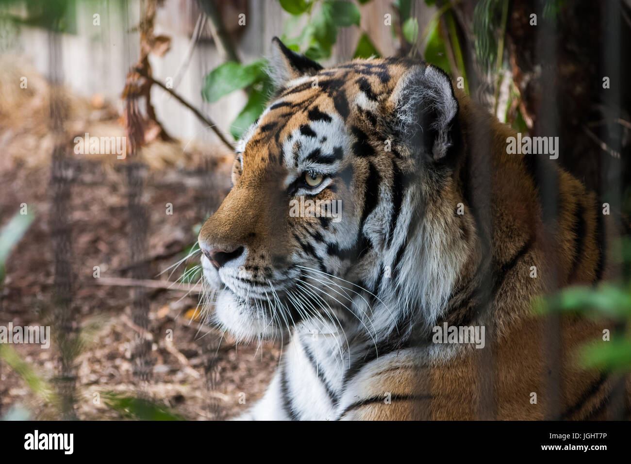 A beautiful tiger in the zoo Stock Photo - Alamy