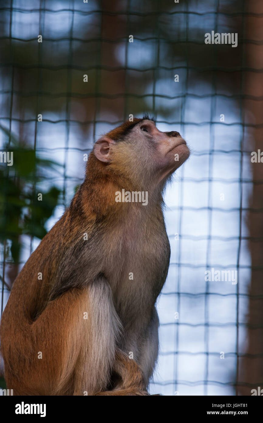 A beautiful monkey in the zoo Stock Photo - Alamy