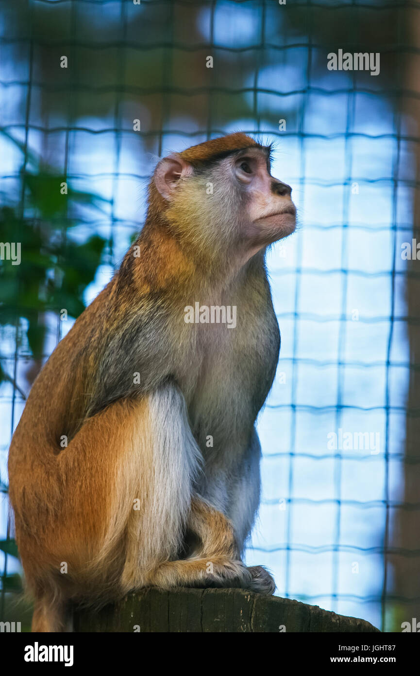 A beautiful monkey in the zoo Stock Photo - Alamy