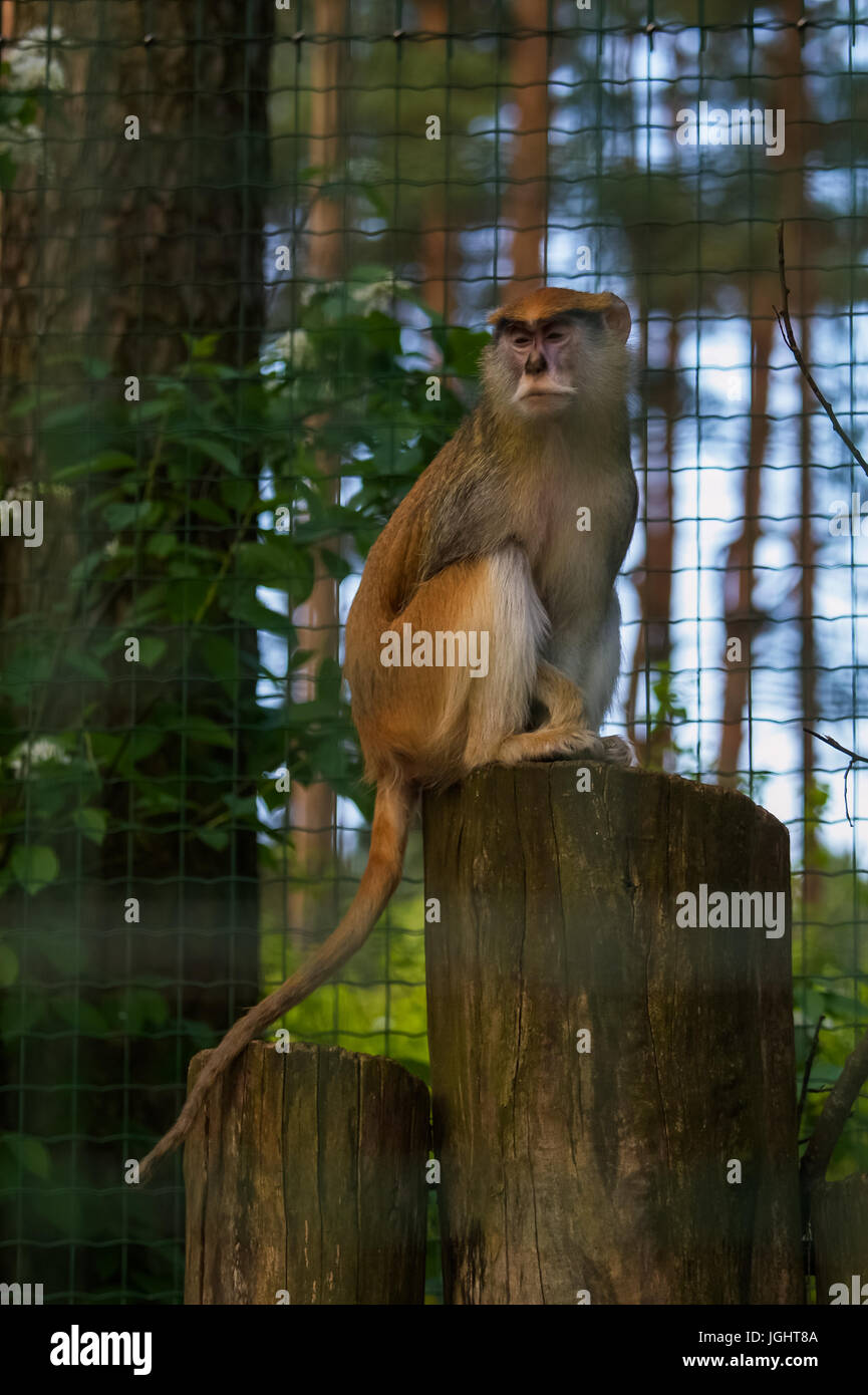 Monkey fauna wilderness zoo hi-res stock photography and images - Alamy
