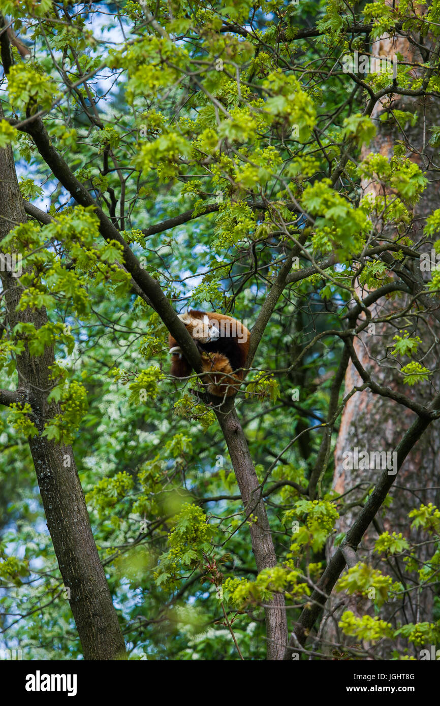 A beautiful small panda in the zoo Stock Photo - Alamy
