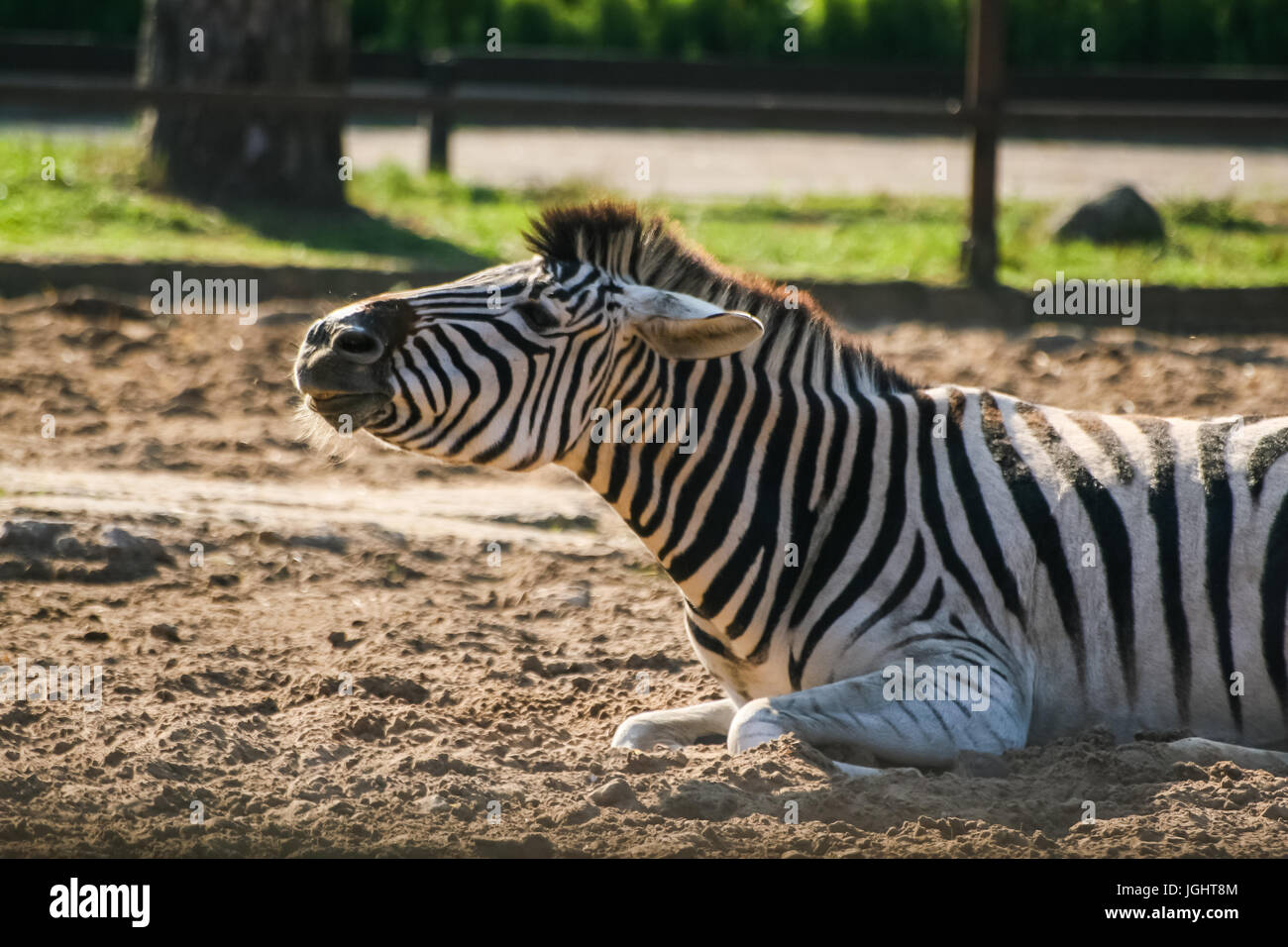 A beautiful zebra in the zoo Stock Photo - Alamy