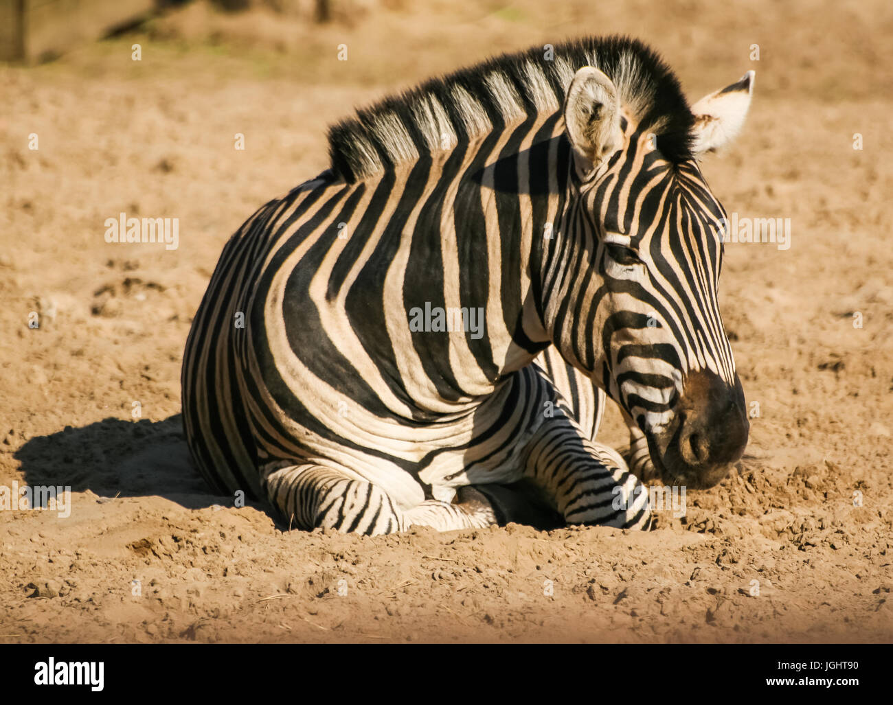 A beautiful zebra in the zoo Stock Photo - Alamy