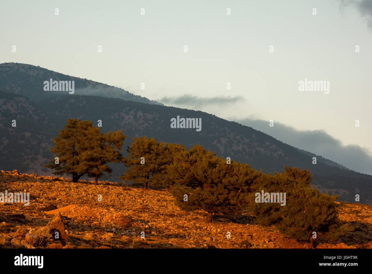 Kreta wald hi-res stock photography and images - Alamy
