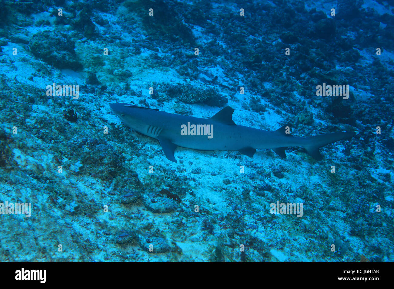 Deep Water Shark High Resolution Stock Photography and Images - Alamy