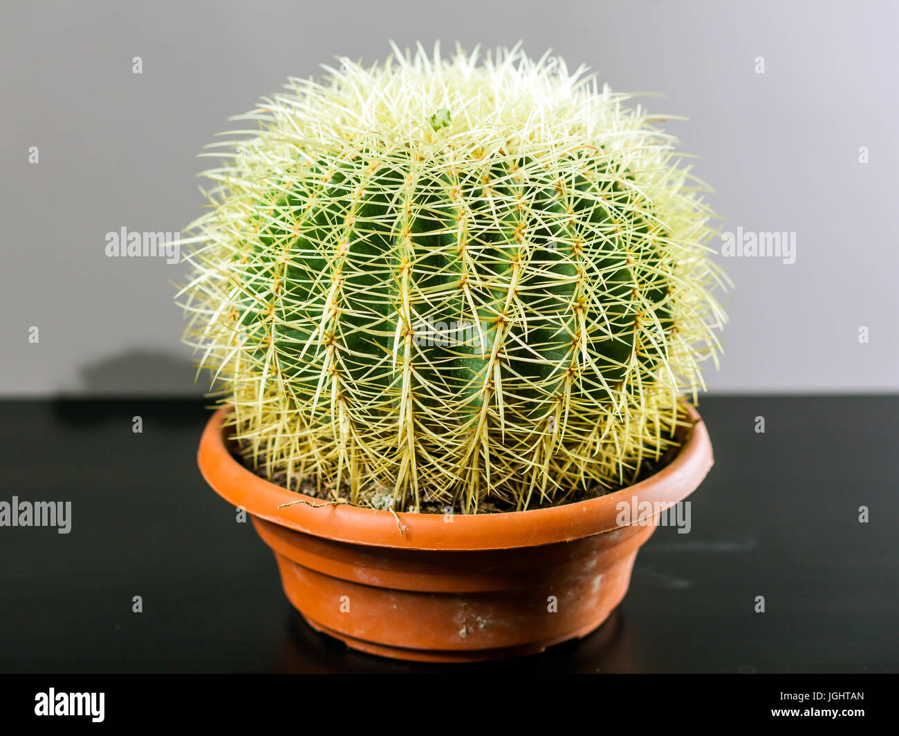 Big needles cactus hi-res stock photography and images - Alamy