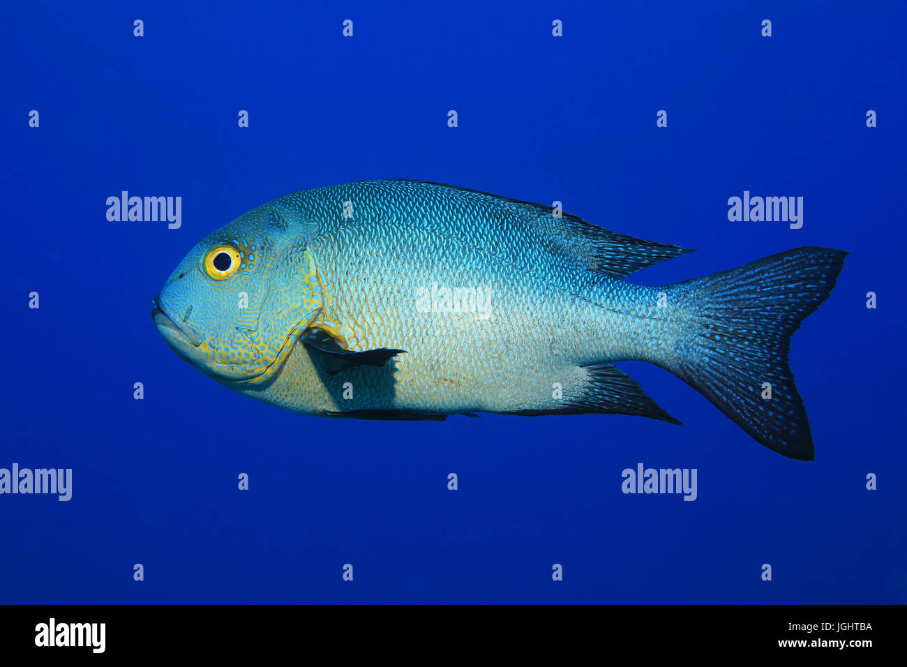Midnight snapper fish (Macolor macularis) underwater in the indian ...