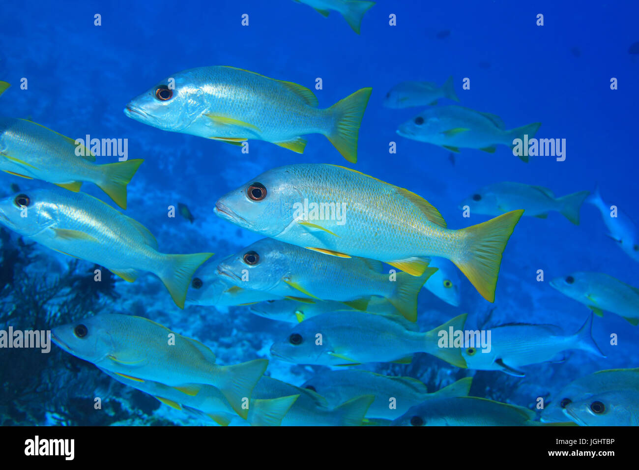 One-spot snapper fish (Lutjanus monostigma) underwater in the indian ...