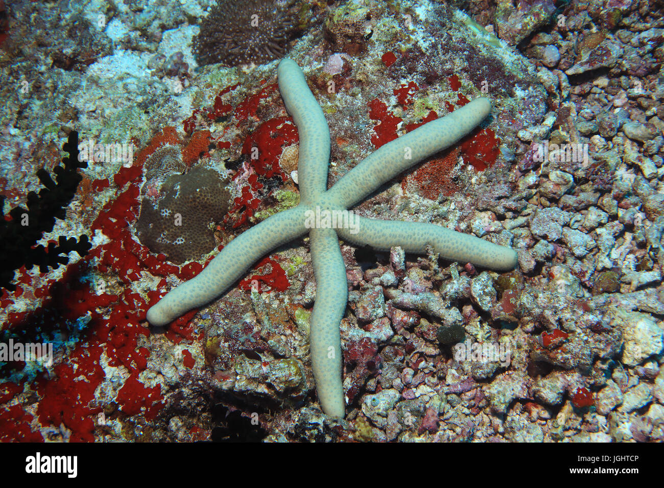 Common comet star hi-res stock photography and images - Alamy