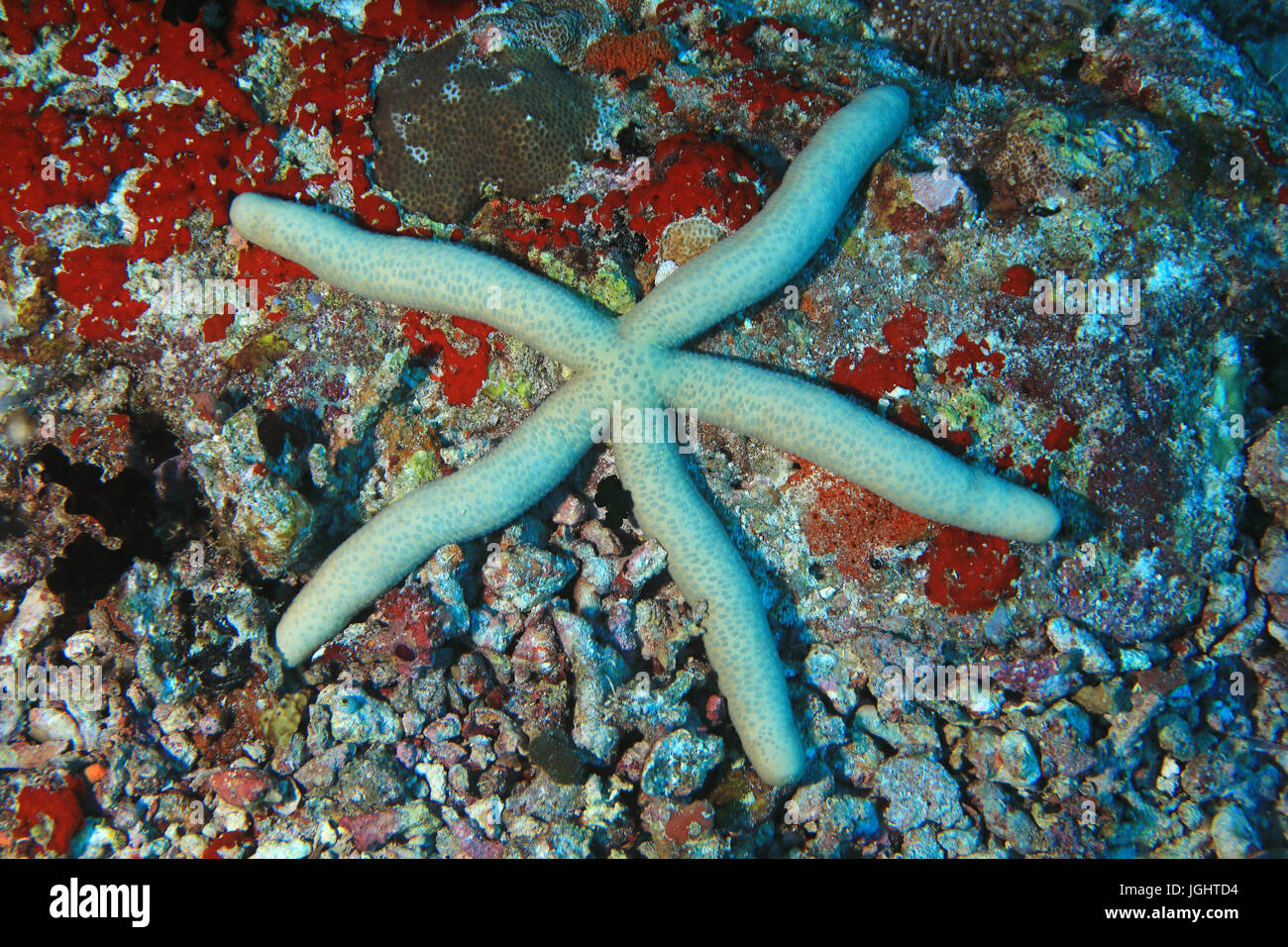 Common comet star hi-res stock photography and images - Alamy