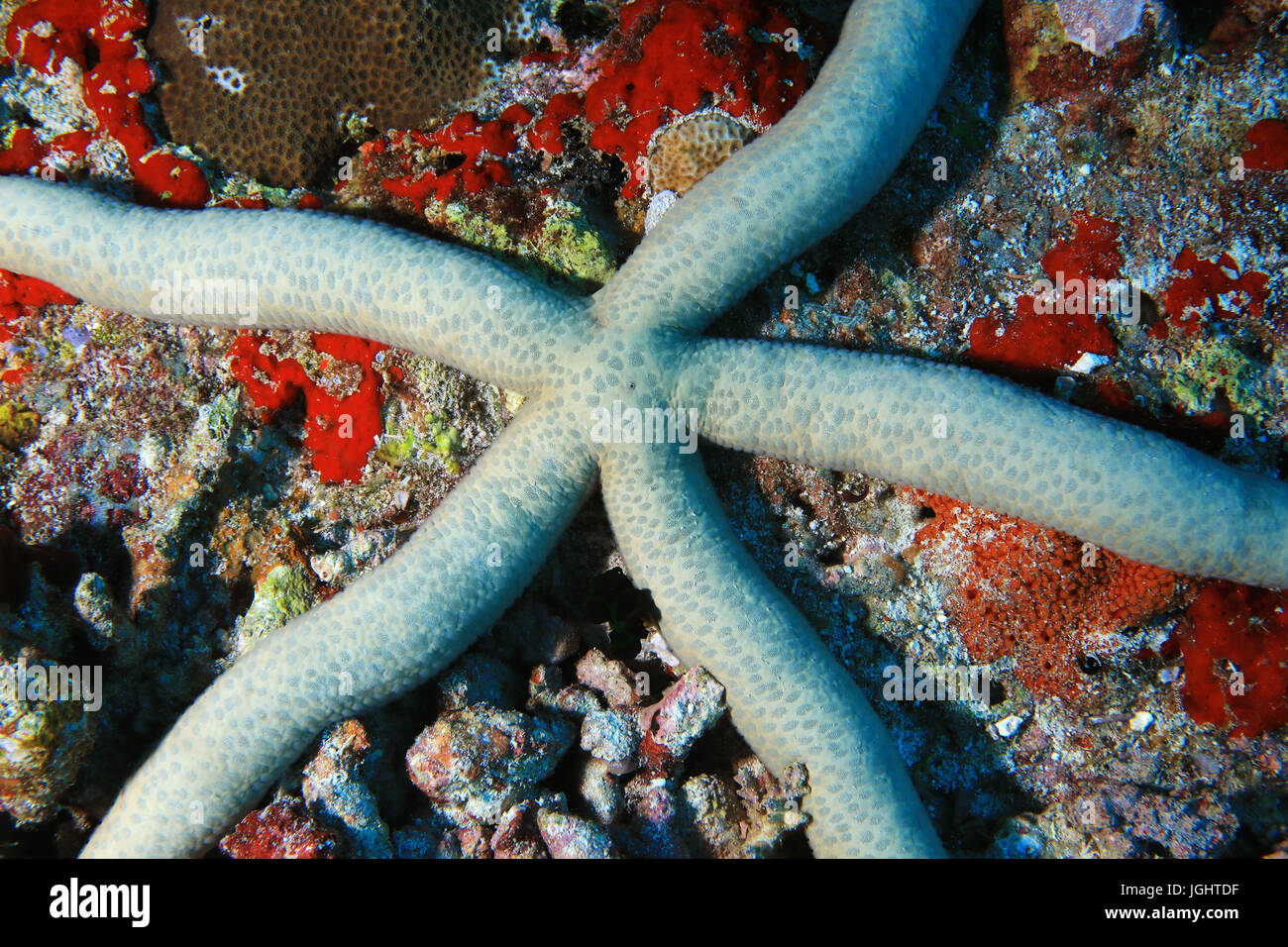 Linckia guildingi hi-res stock photography and images - Alamy