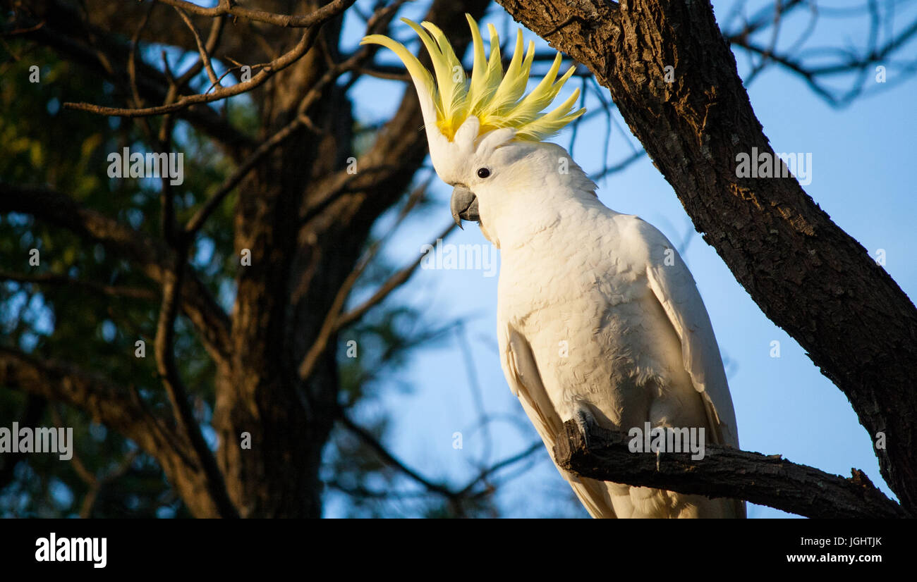 Sulphur crested cockatoo hi-res stock photography and images - Alamy