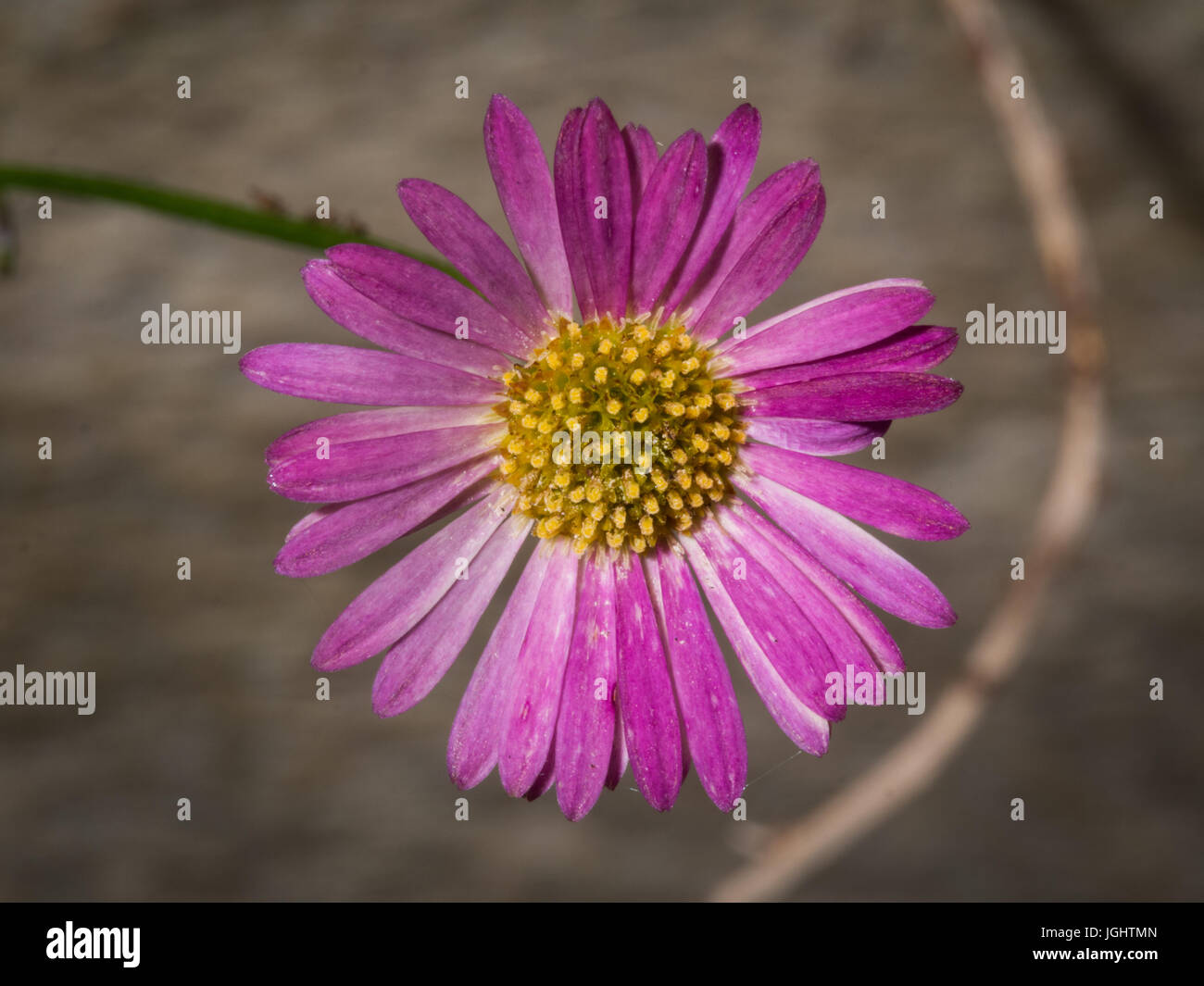 Pink common daisy blooming hi-res stock photography and images - Alamy