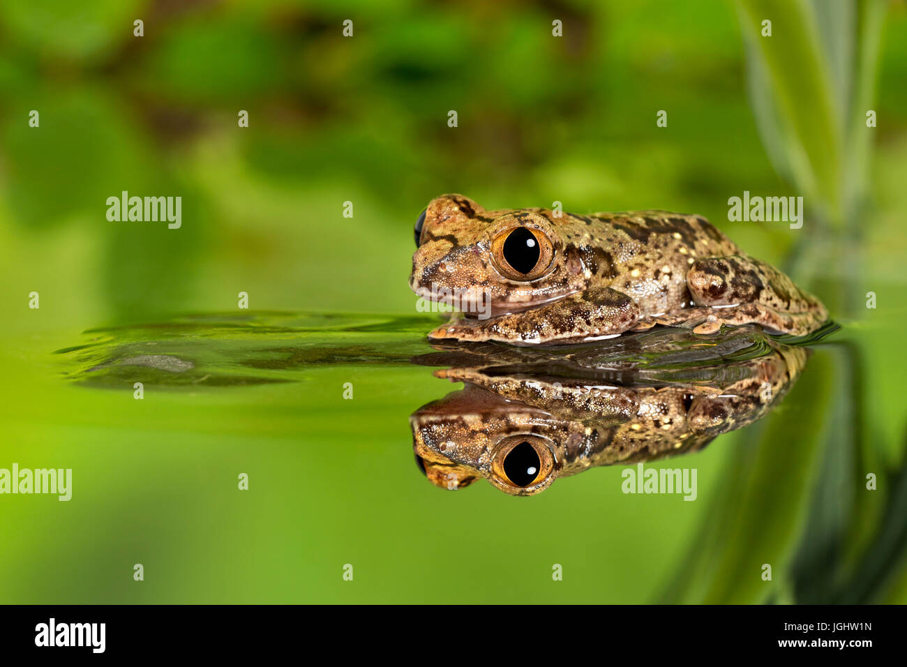 Leptopelis macrotis hi-res stock photography and images - Alamy