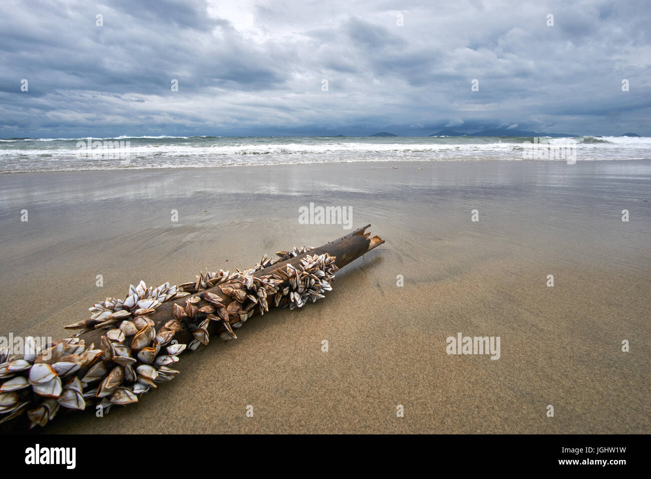 Bamboo stick with mussels on it lying on the beach. Stormy evening at ...