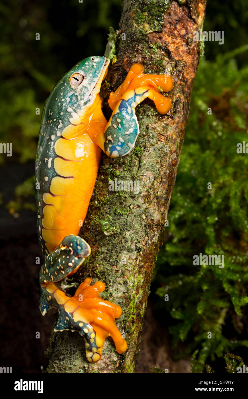 Fringed Tree Frog Stock Photo - Alamy