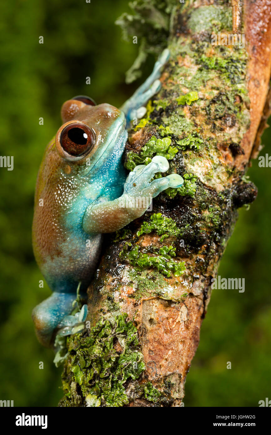 Ruby-eyed Tree Frog Stock Photo - Alamy