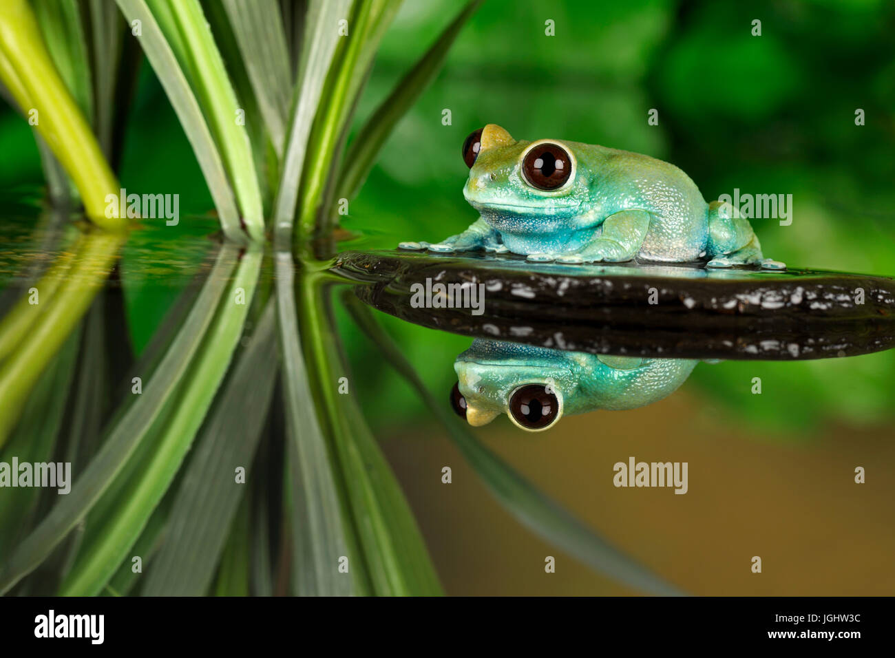 Ruby-eyed Tree Frog Stock Photo - Alamy