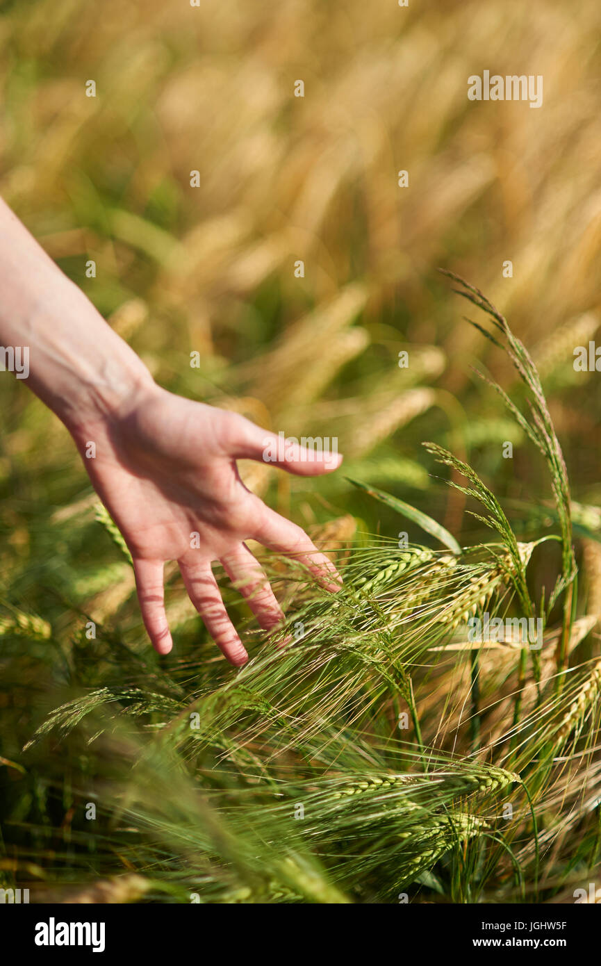 Hand touching wheat hi-res stock photography and images - Alamy