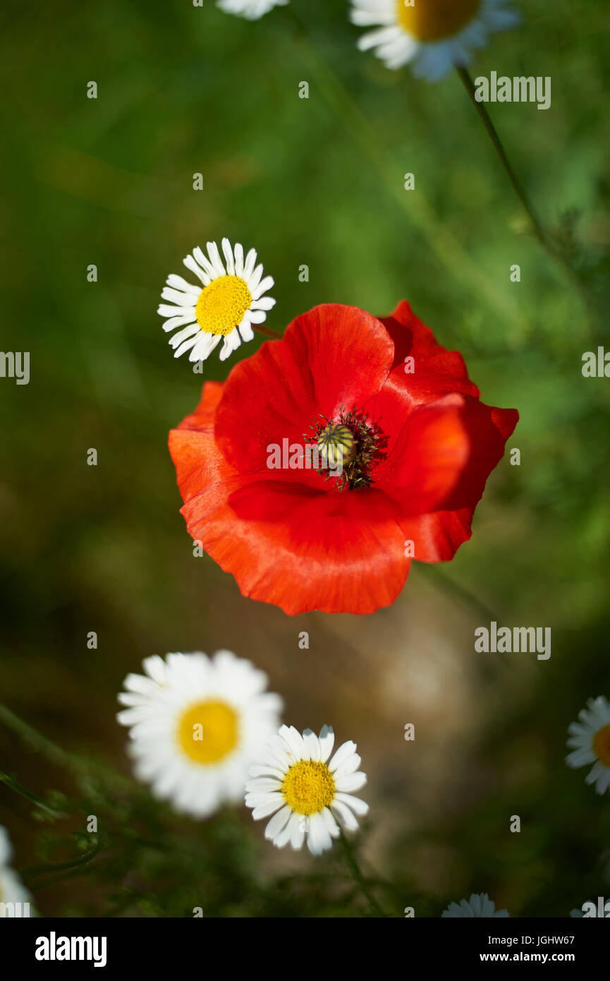 poppy and daisies Stock Photo - Alamy