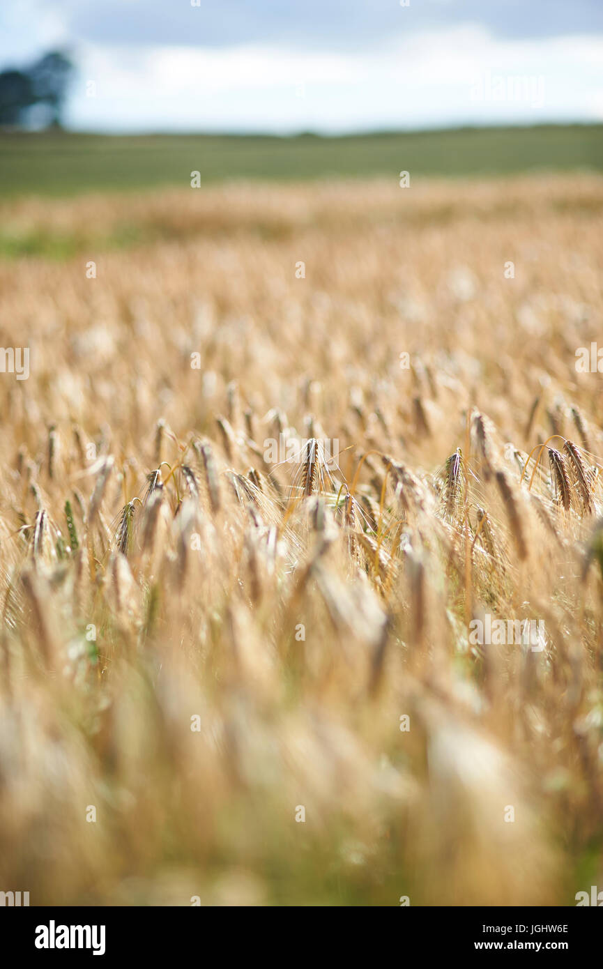 wheat close up Stock Photo - Alamy