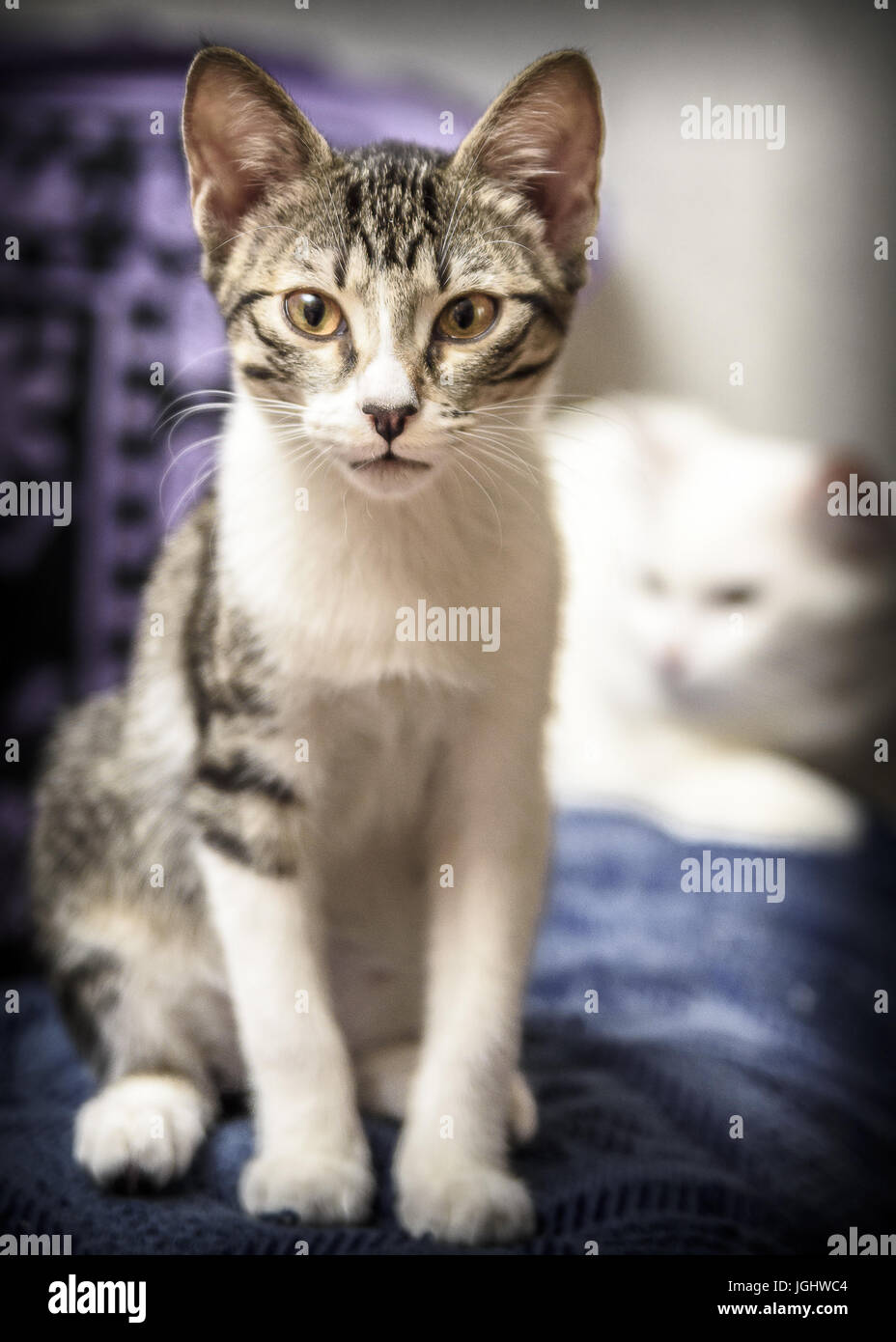 Cats at home Stock Photo - Alamy