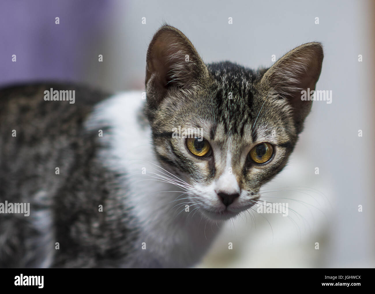 Cats at home Stock Photo - Alamy