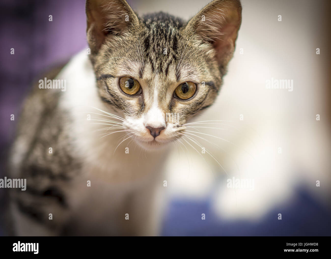 Cats at home Stock Photo - Alamy