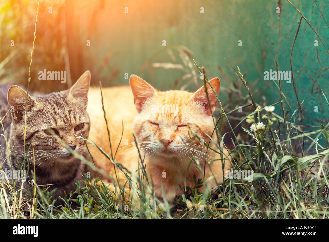 Two cats in the yard hi-res stock photography and images - Alamy