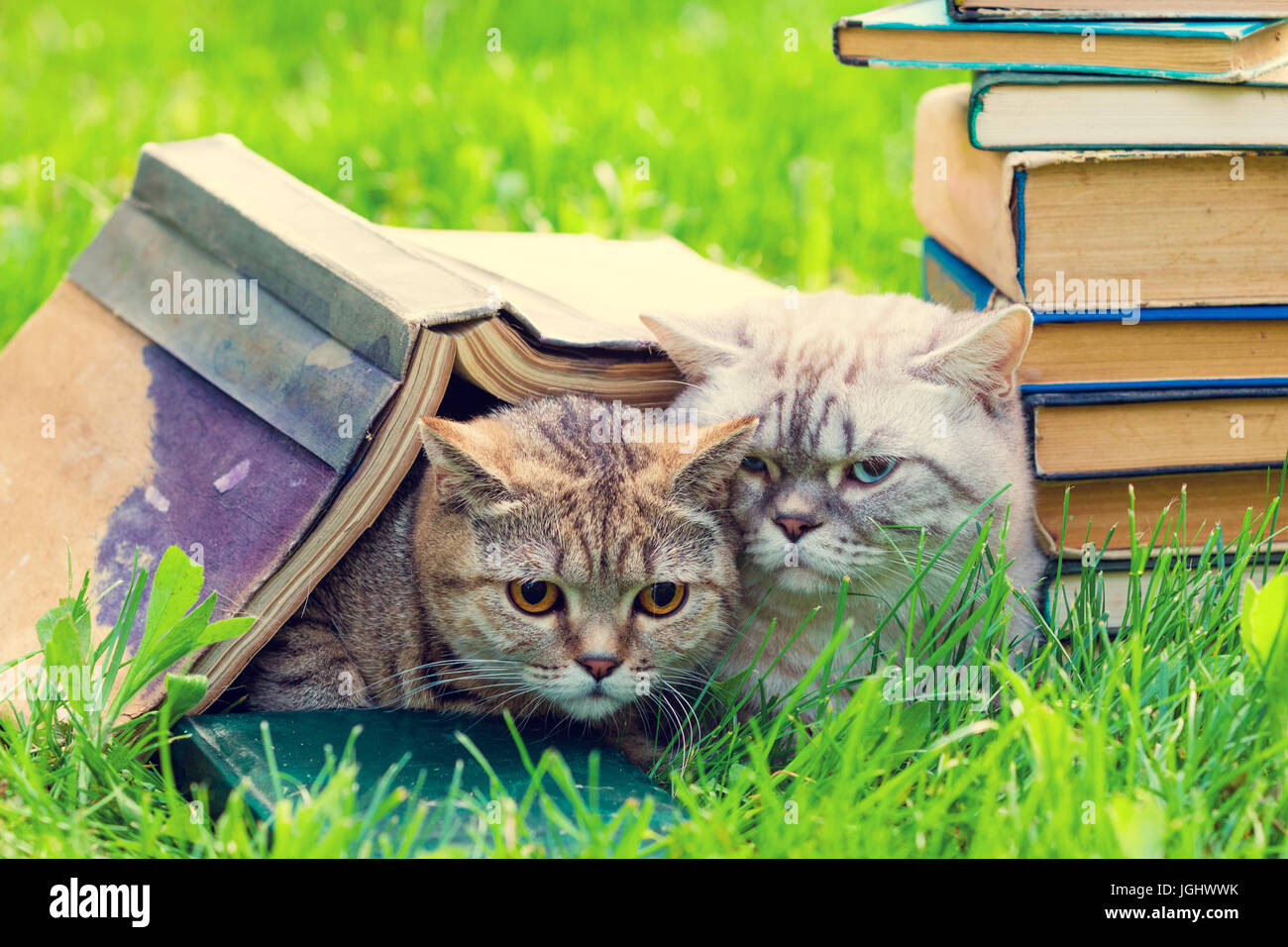 Two cute clever cats lying on the grass near the pile of books. Cats ...