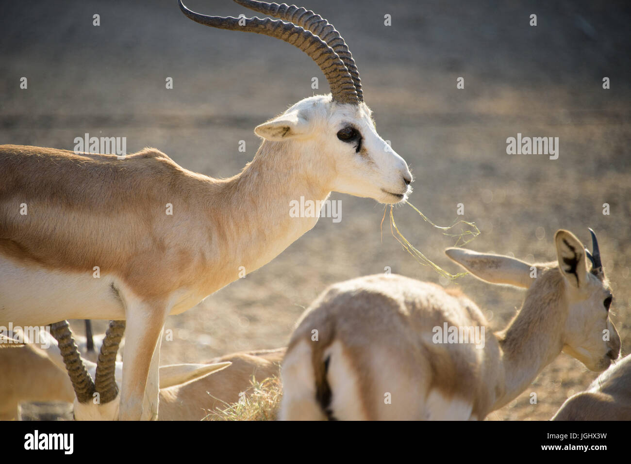 Sand gazelle hi-res stock photography and images - Alamy