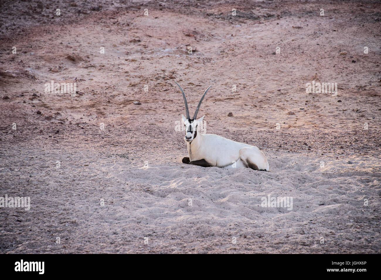 Sir bani yas island gazelle hi-res stock photography and images - Alamy