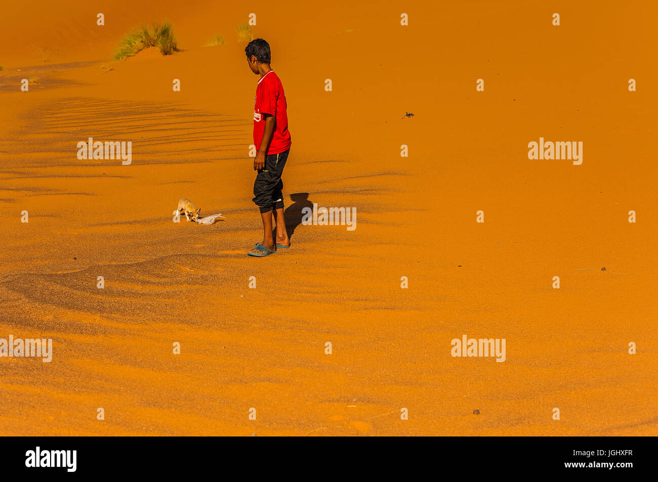 The boy is trying to catch a fox desert ( Fennec) in Merzouga desert in ...
