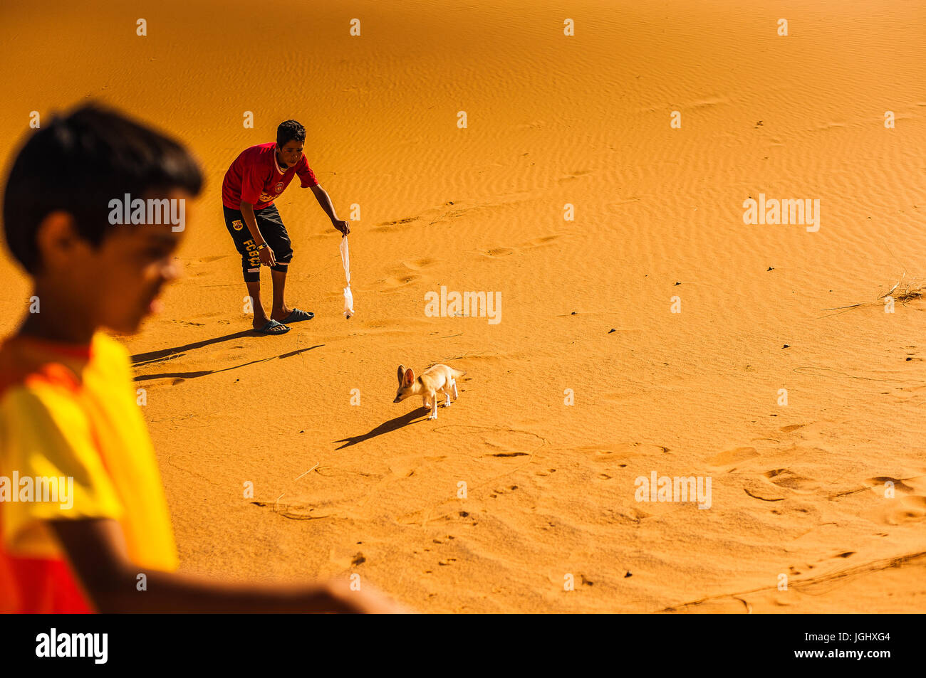 The boys is trying to catch a fox desert ( Fennec) in Merzouga desert ...