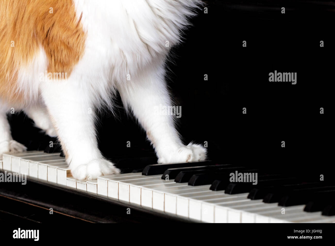 Keyboard cat hi-res stock photography and images - Alamy