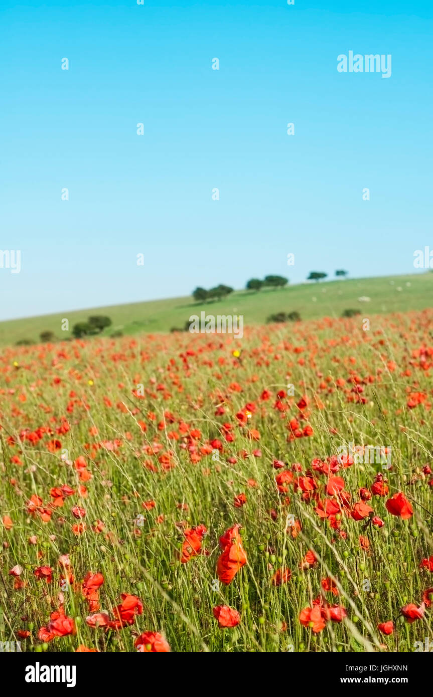 Vertical photograph of a wild red poppy field in a countryside ...