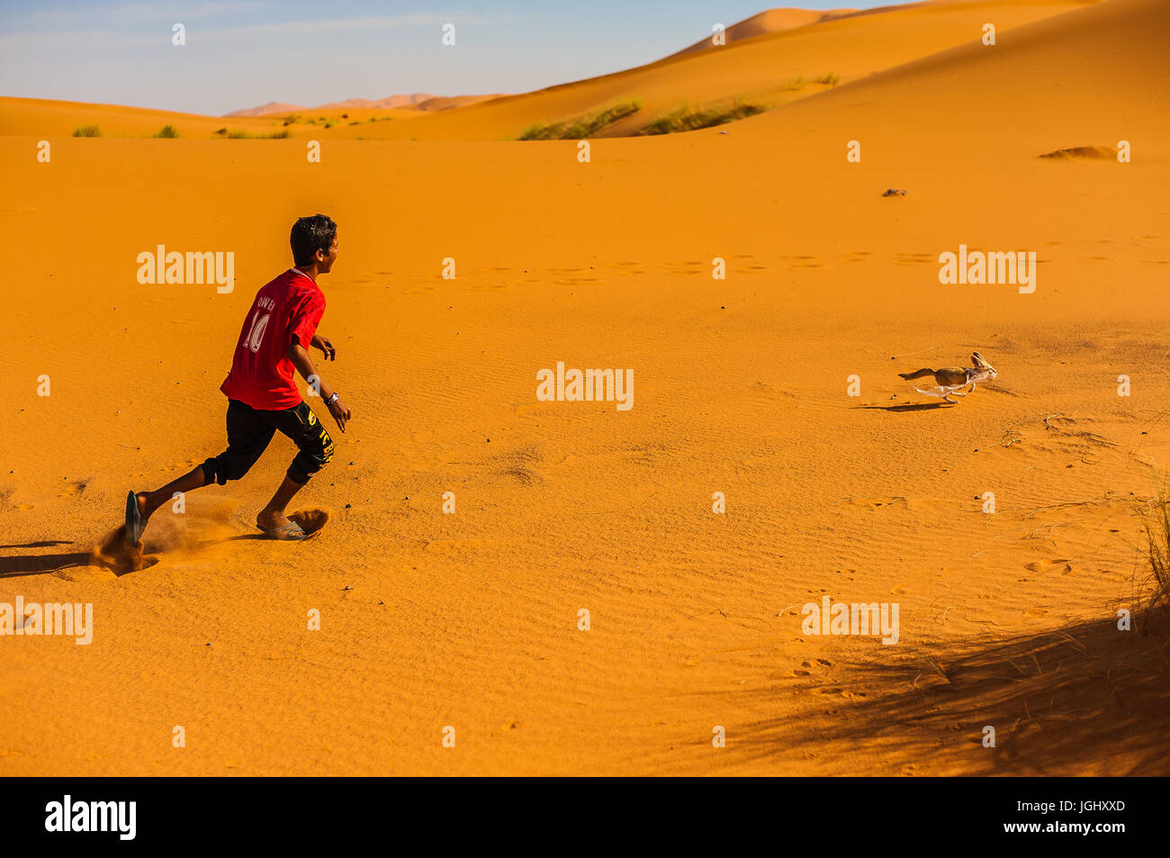 The boy is trying to catch a fox desert ( Fennec) in Merzouga desert in ...