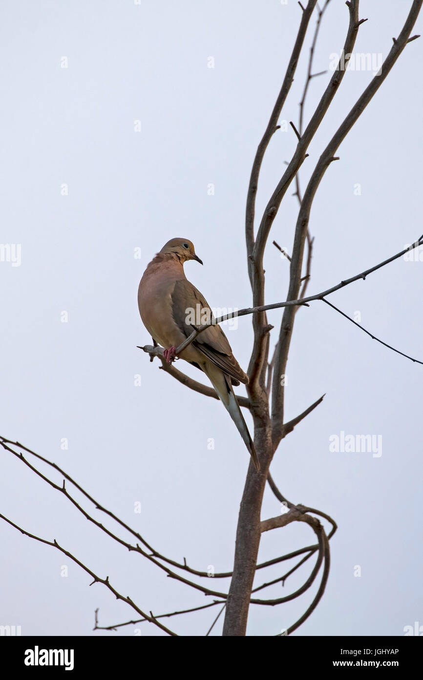 Bird hiding atop tree branch perch Stock Photo - Alamy