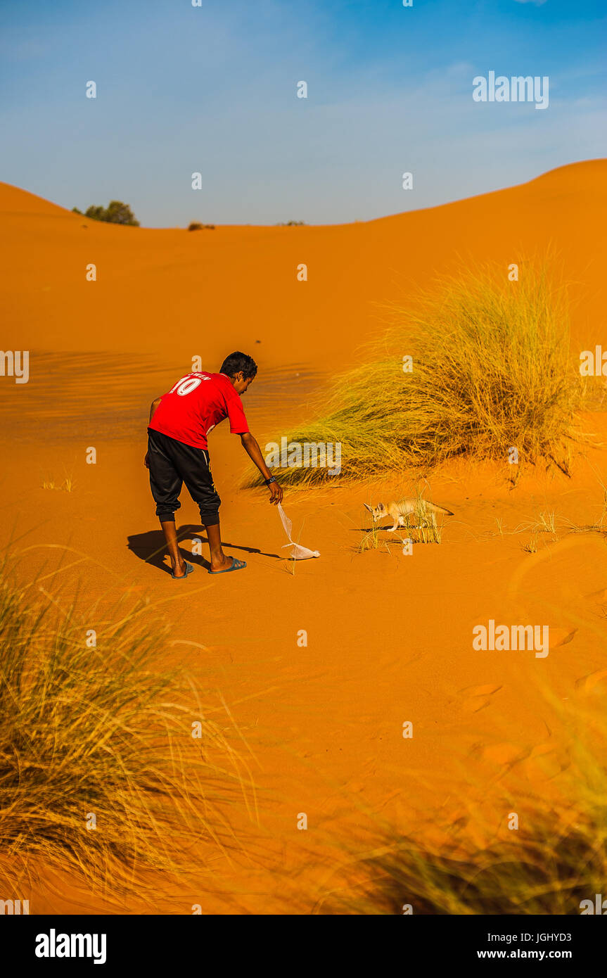 The boy is trying to catch a fox desert ( Fennec) in Merzouga desert in ...